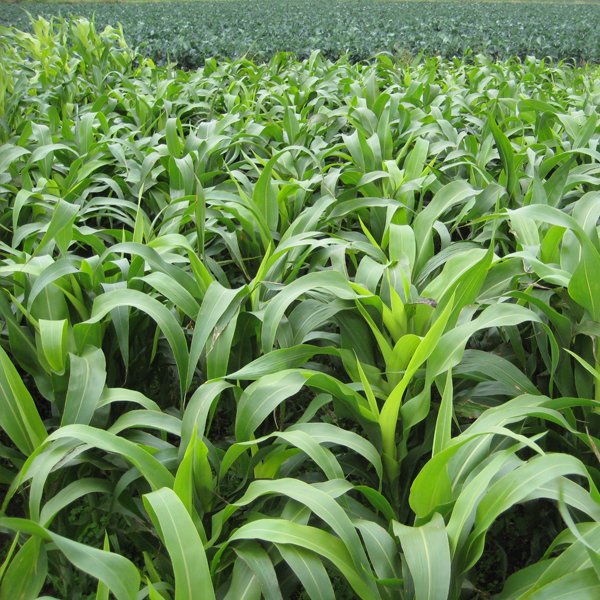 Køb Sorghum 25 kg – www.skovdyrkershop.dk